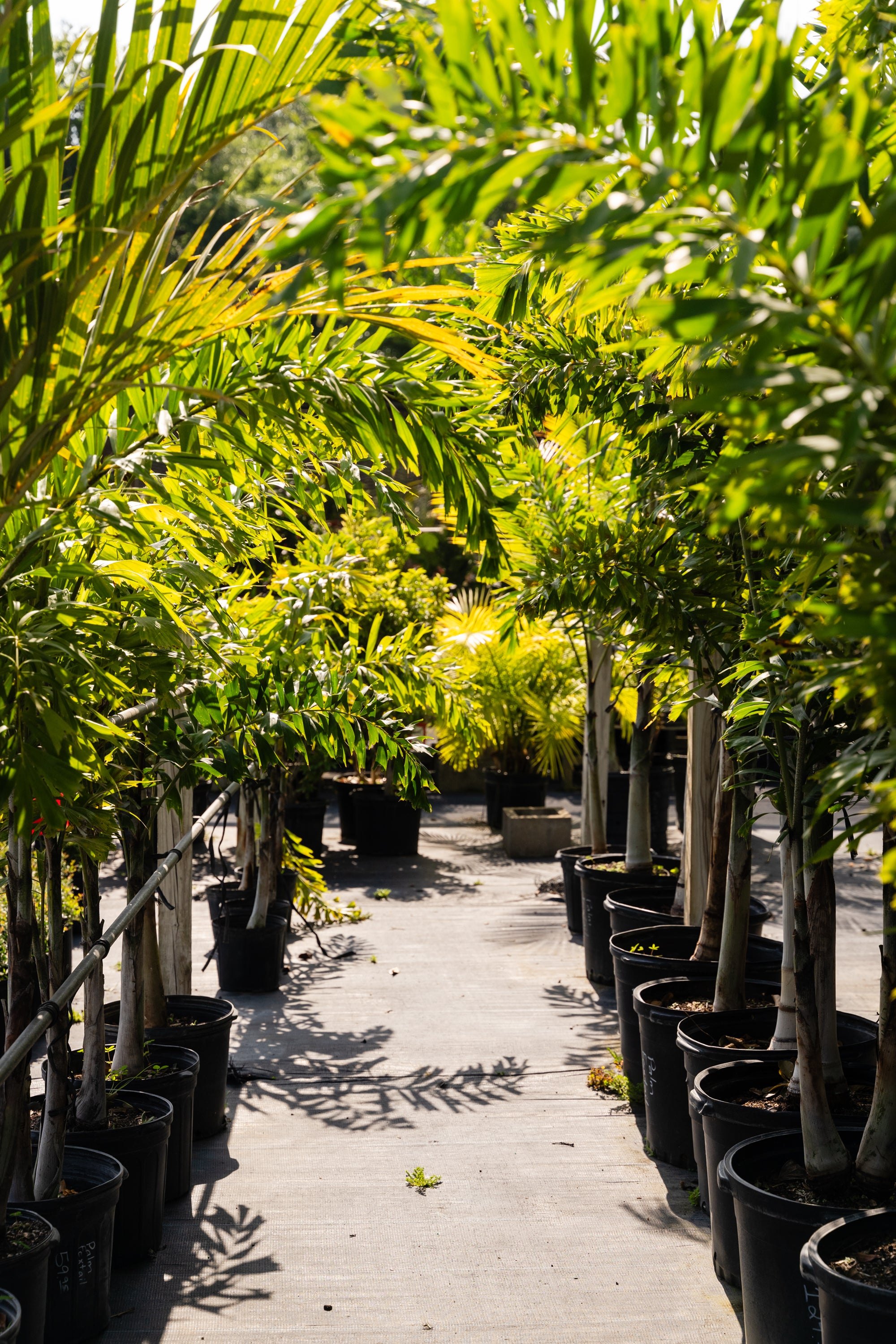 Palm Trees – Emerald Island Garden Center
